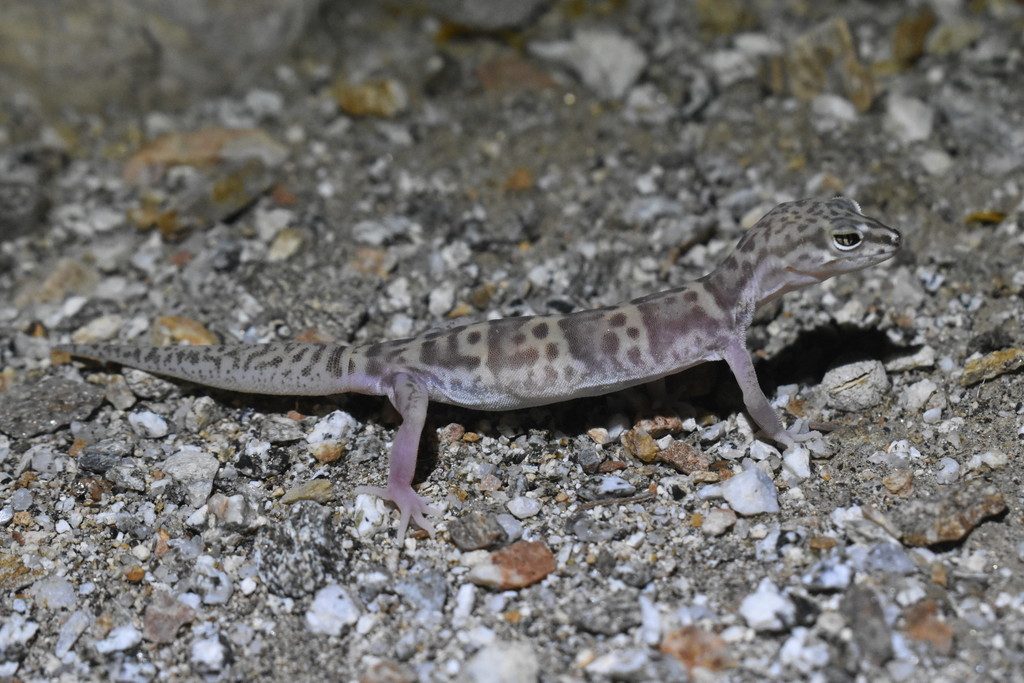 Western Banded Gecko from Borrego Springs, CA 92004, USA on April 26 ...
