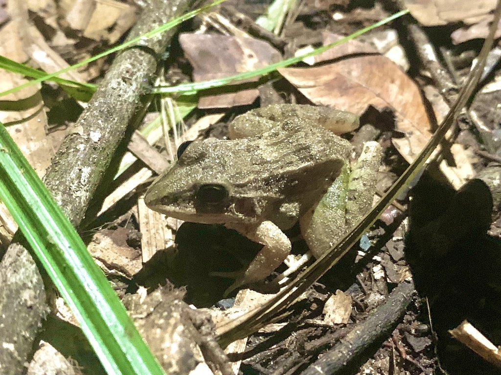 Whistling Grass Frog from Upaon-Açu, São Luís, MA, BR on May 18, 2022 ...