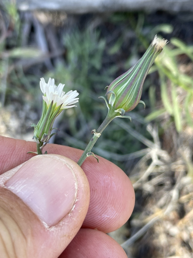 California chicory from San Diego County, US-CA, US on May 16, 2022 at ...