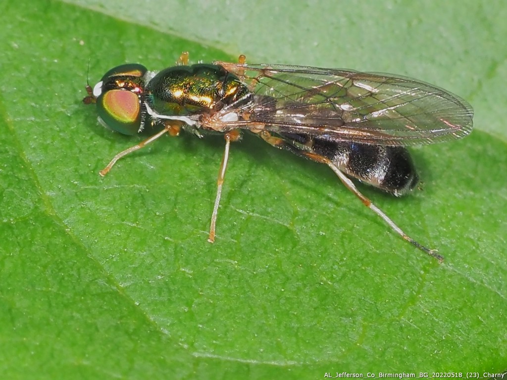 Sargus fasciatus from Botanical Gardens, Birmingham, AL 35223, USA on ...