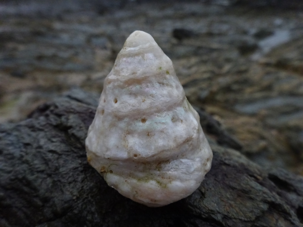 Common Tent Shell from Diggers Camp NSW, Australia on May 6, 2022 at 04 ...