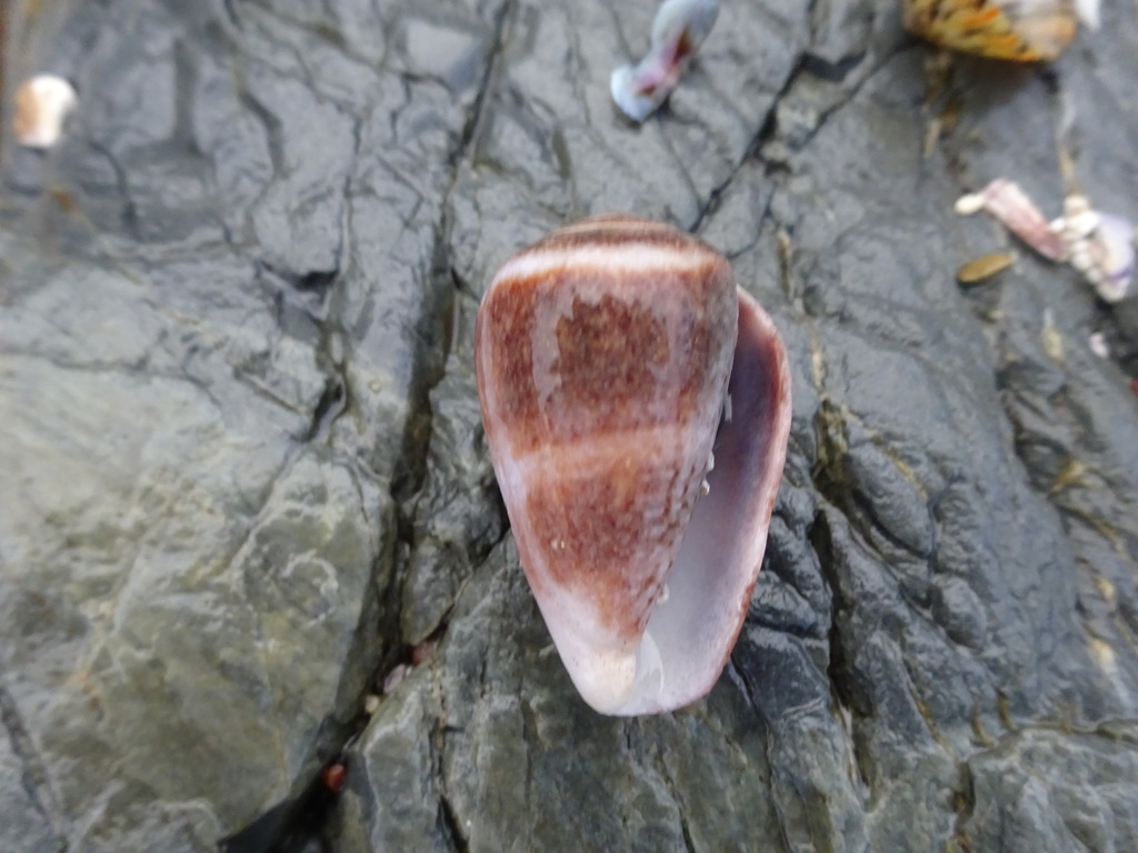 Black-end Cone from Diggers Camp NSW, Australia on May 06, 2022 at 04: ...