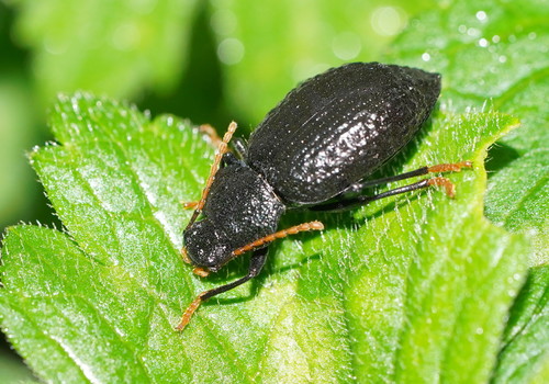 Adelium flavicorne · iNaturalist