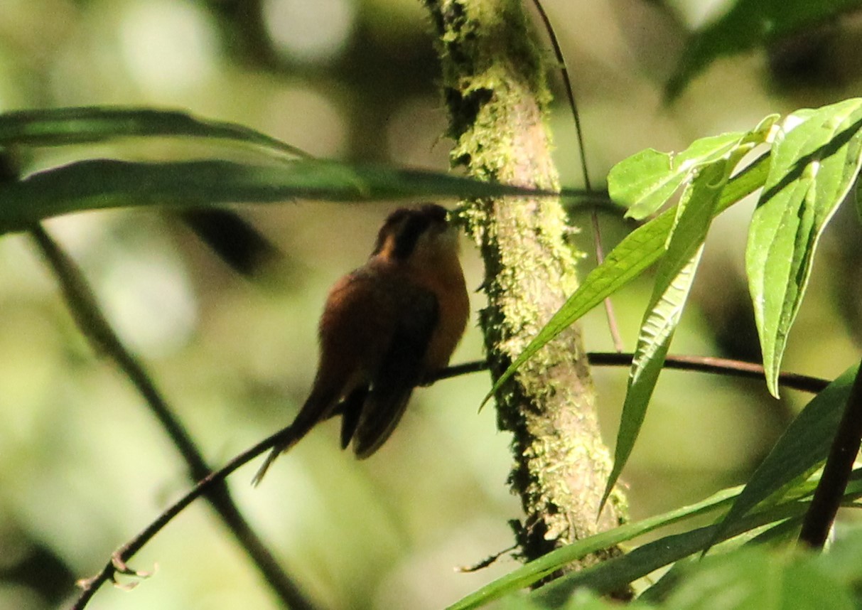 Phaethornis ruber (Linnaeus, 1758)