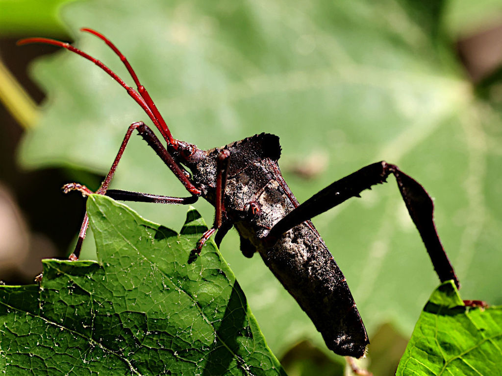 Giant leaf-footed bug from Elsie A. Holmes Nature Park, Ringgold, GA ...