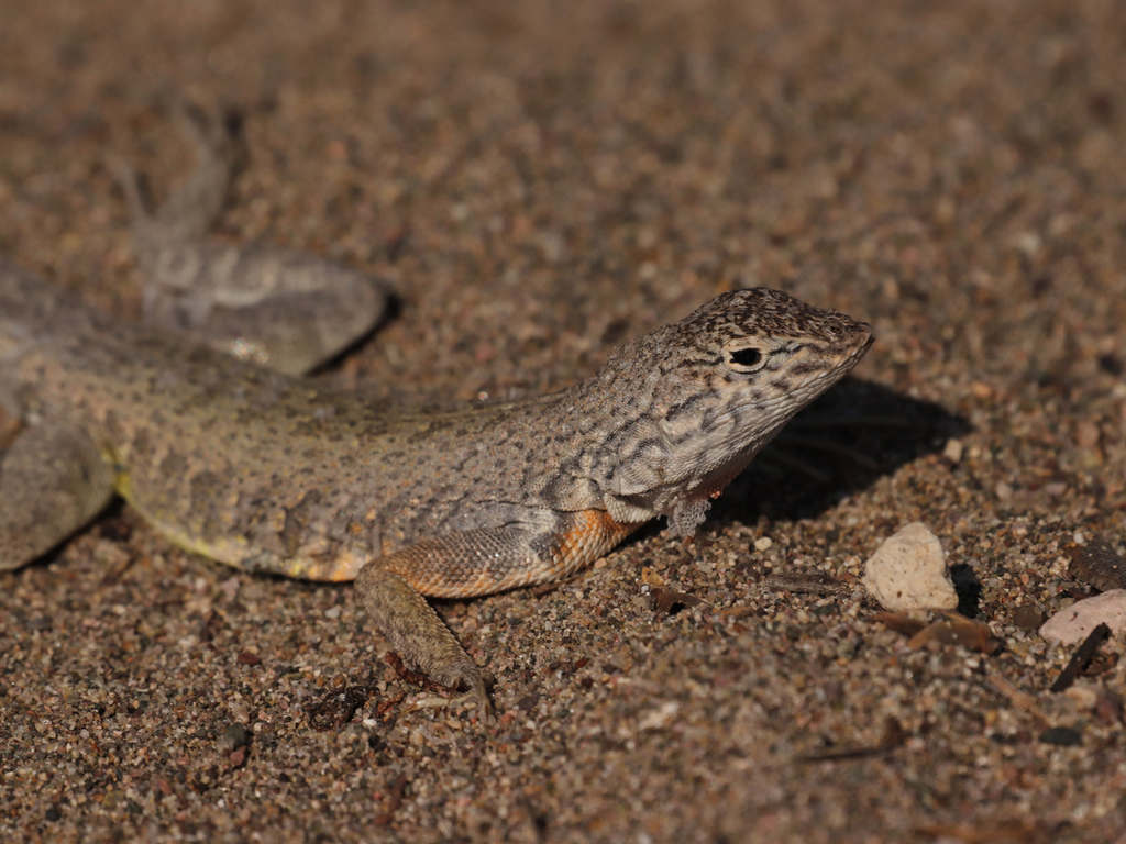 Zebra-tailed Lizard from Escuinapa, Sin., México on May 12, 2022 at 08: ...