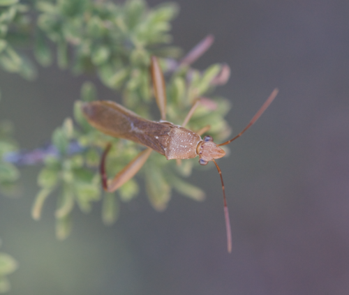 Hyalymenus subinermis · iNaturalist