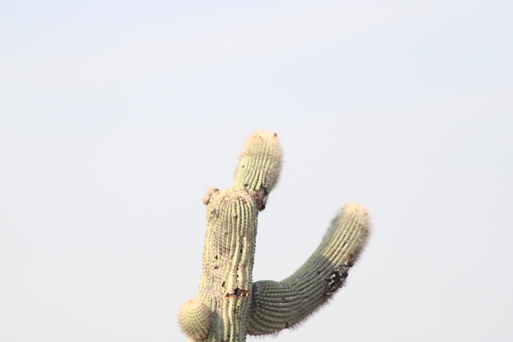 Cephalocereus tetetzo from Tehuacán, Pue., México on May 04, 2022 at 07:49 AM by Carlos ...