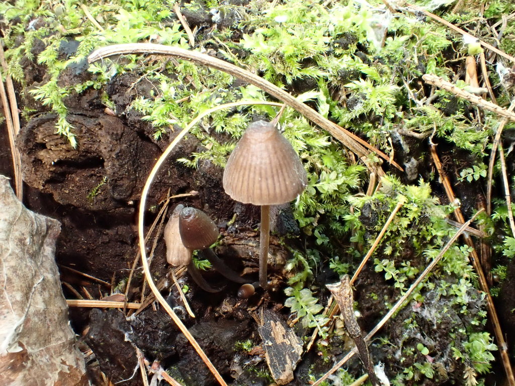 Bonnets from Orléans, Ottawa, ON, Canada on May 18, 2022 at 08:40 AM by ...