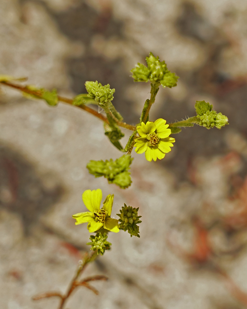 Clustered Tarweed from W Ridge, Laguna Beach, CA 92651, USA on May 18 ...