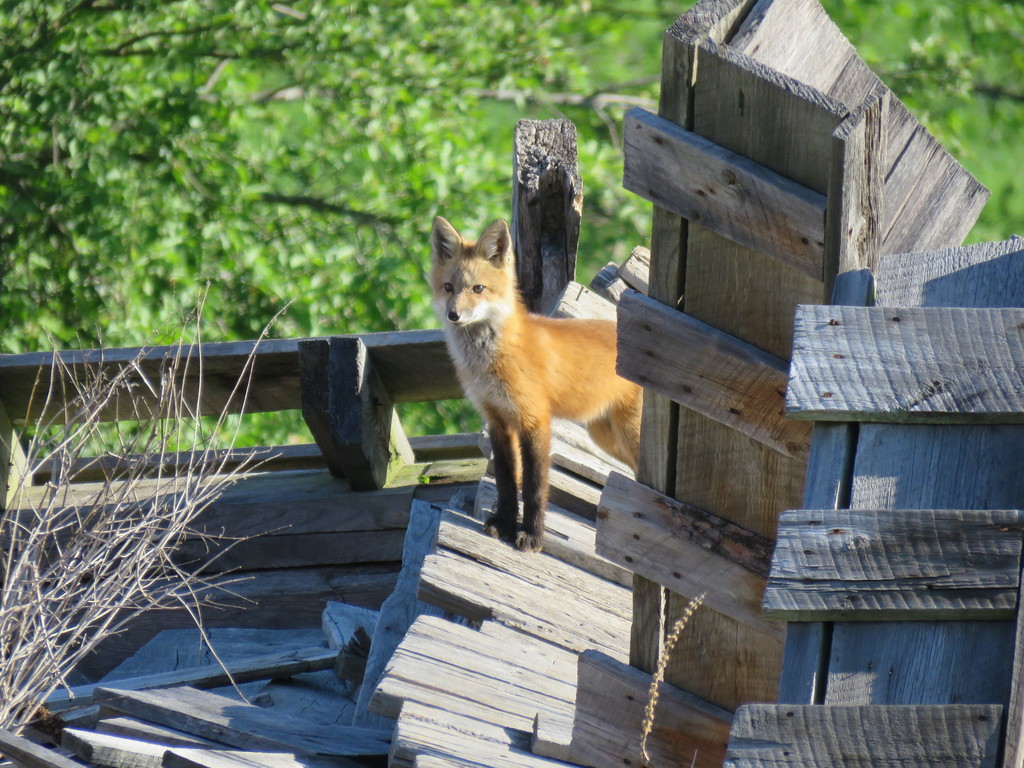 Red Fox from 2994 Lake Rd, Benson, VT 05743, USA on May 18, 2022 at 08: ...