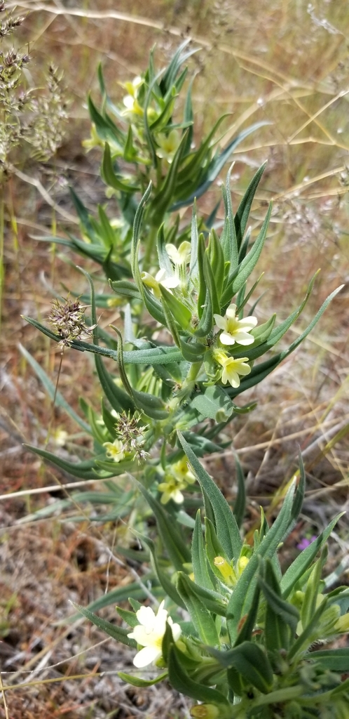 stoneseeds, puccoons, and gromwells from Hot Springs, MT 59845, USA on ...