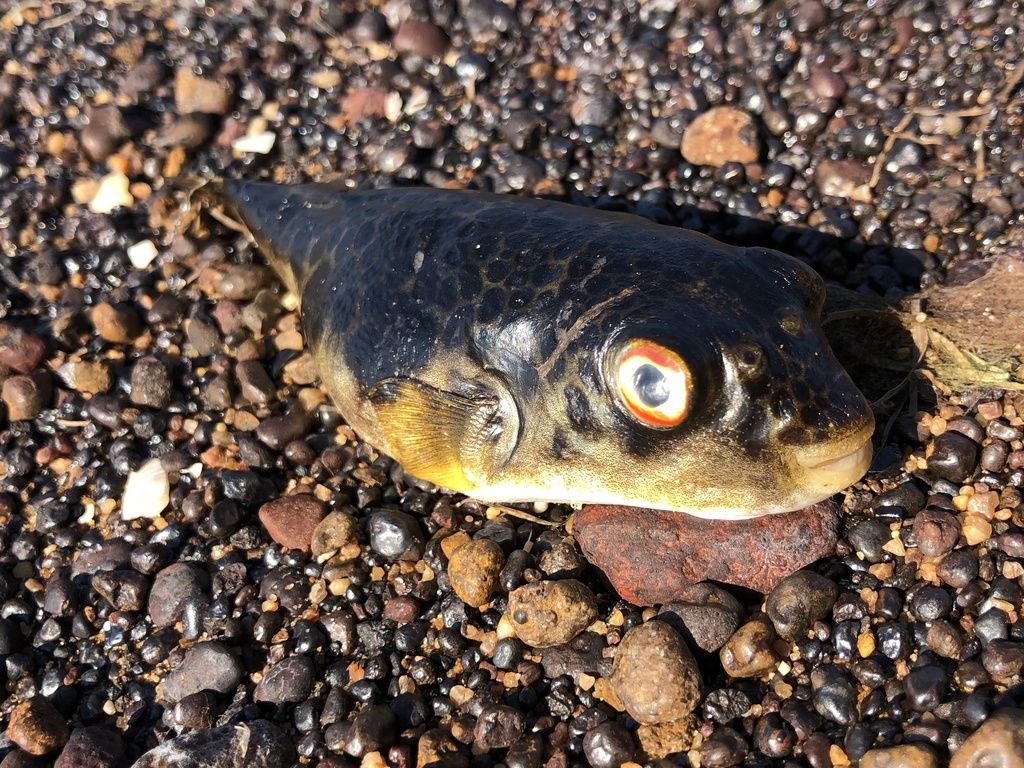 Smooth Toadfish from Bass, VIC, AU on April 25, 2022 at 02:12 PM by ...