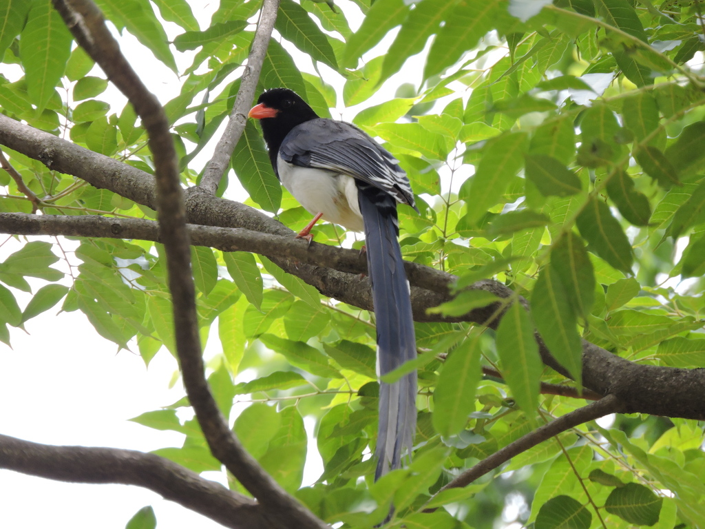 Red-billed Blue-Magpie from Tehri Garhwal, IN-UT, IN on June 03, 2015 ...