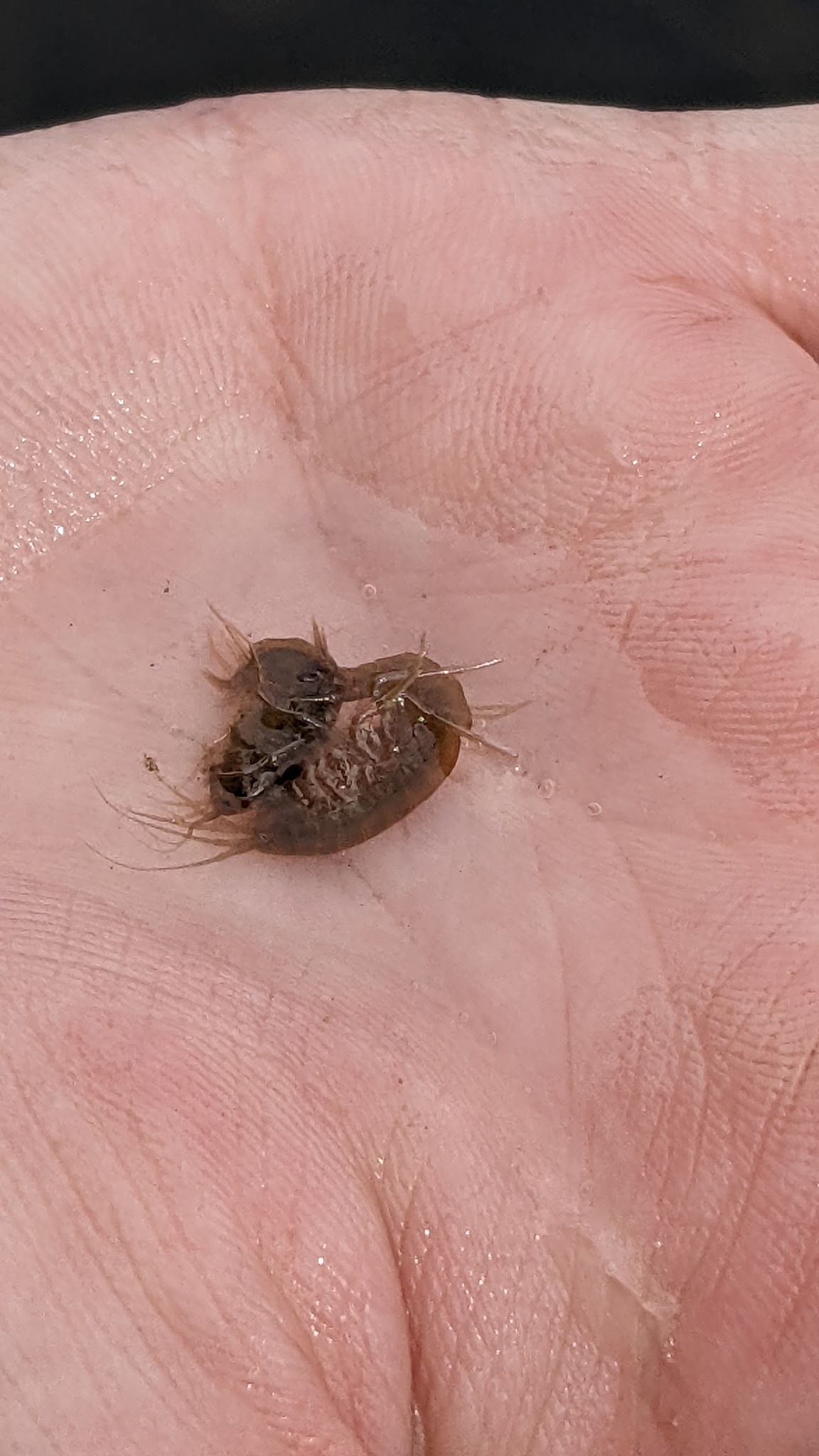 Gammarus lacustris G.O.Sars, 1863