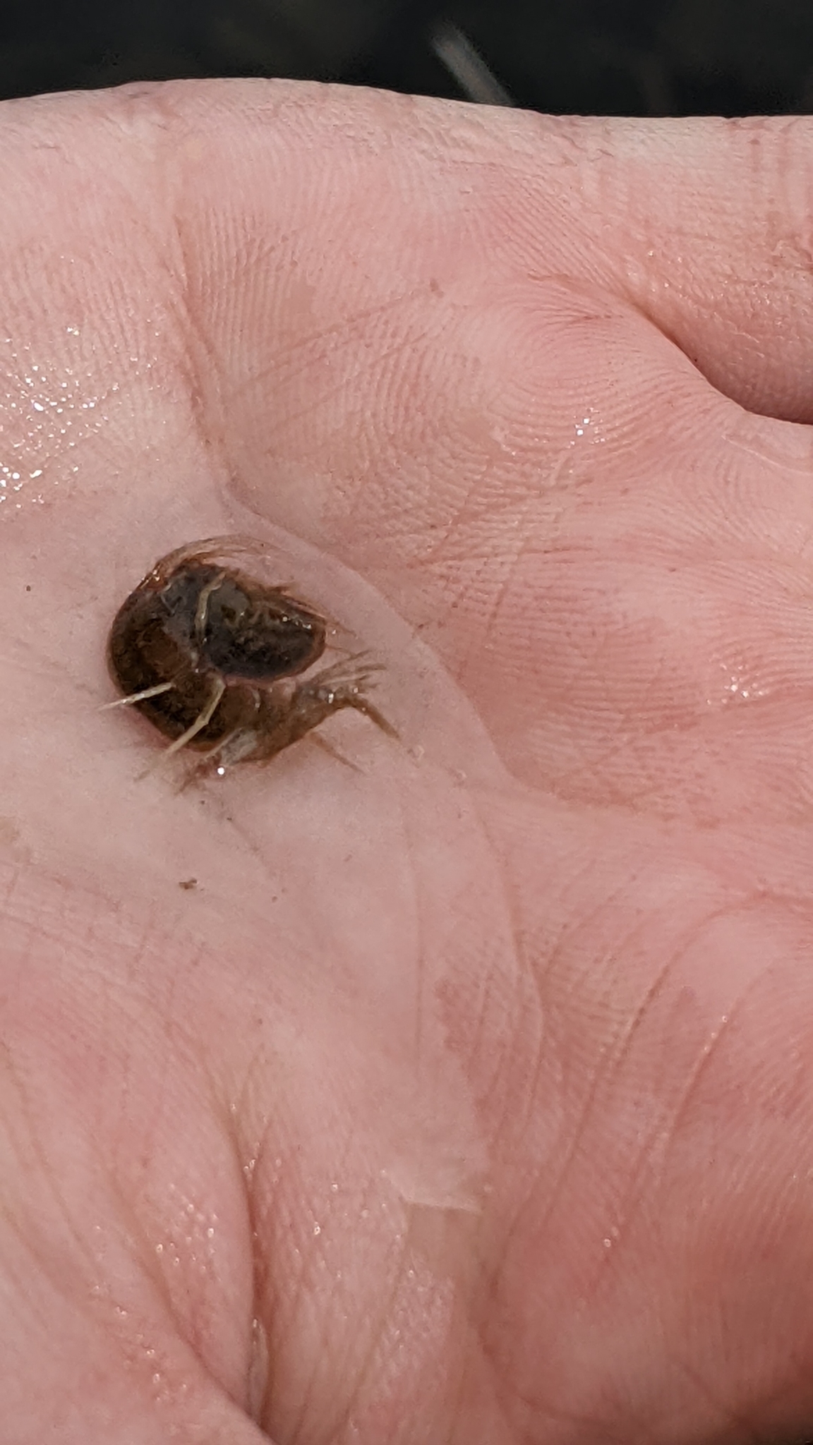 Gammarus lacustris G.O.Sars, 1863