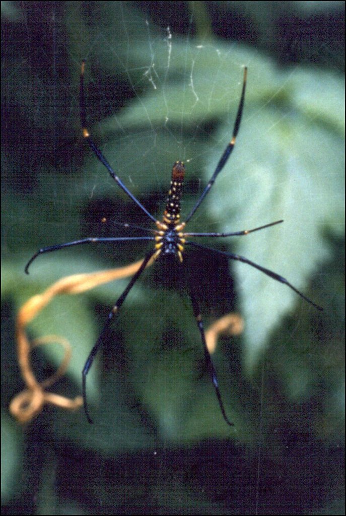 Giant Golden Orbweaver from Ubud, Gianyar Regency, Bali, Indonesia on ...