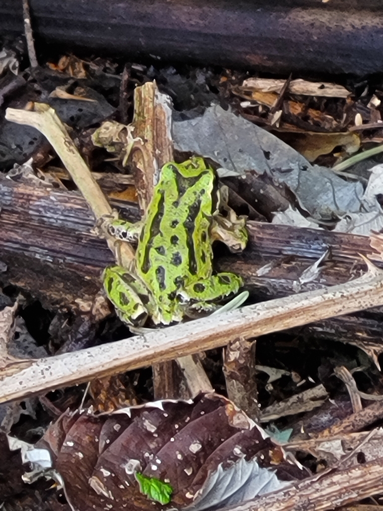 Northern Pacific Tree Frog from SB King George Blvd @ 44 Ave, Surrey ...