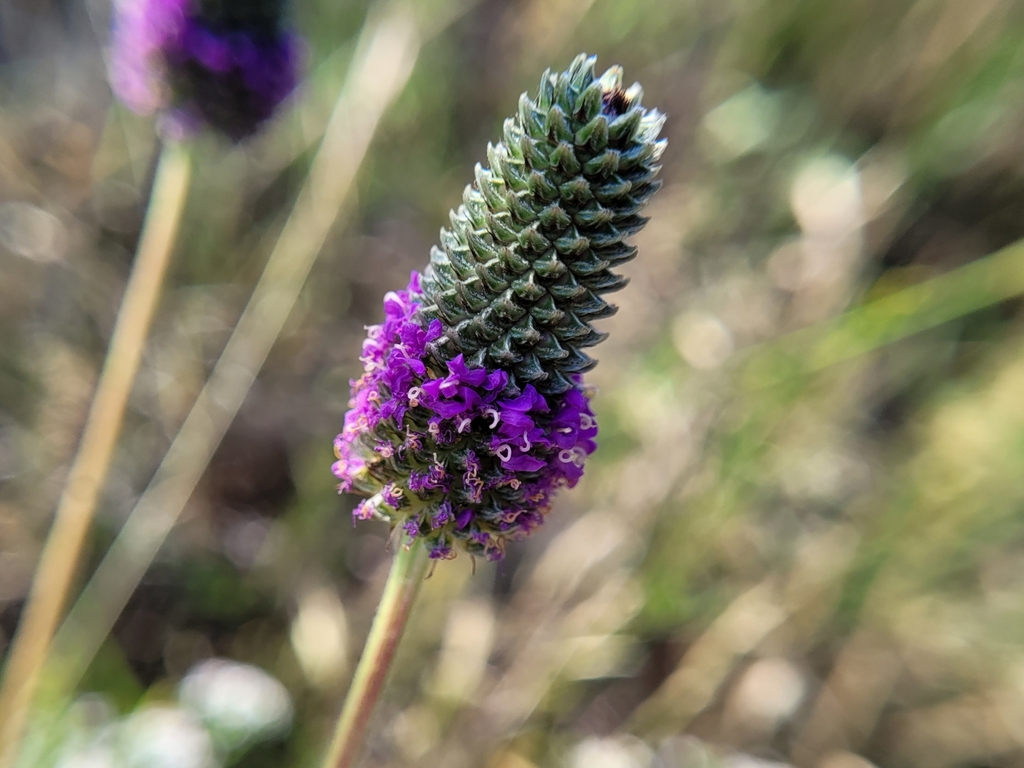 Slender Prairie Clover from Fort Worth, TX 76132, USA on May 18, 2022 ...