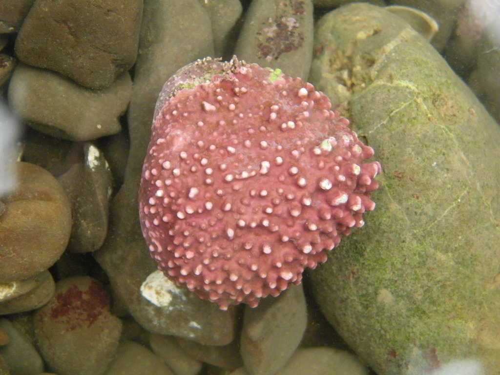 Crustose coralline algae (Lithothamnion) - Botanical Realm