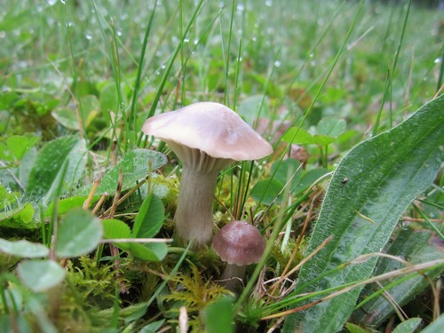 Cuphophyllus lamarum · iNaturalist