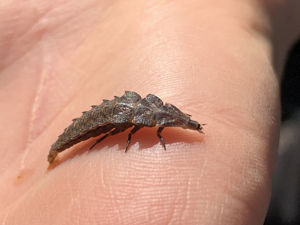 Pyractomena from Île d'Orléans, St-Pierre-de-l'Île-d'Orléans, QC, CA on ...