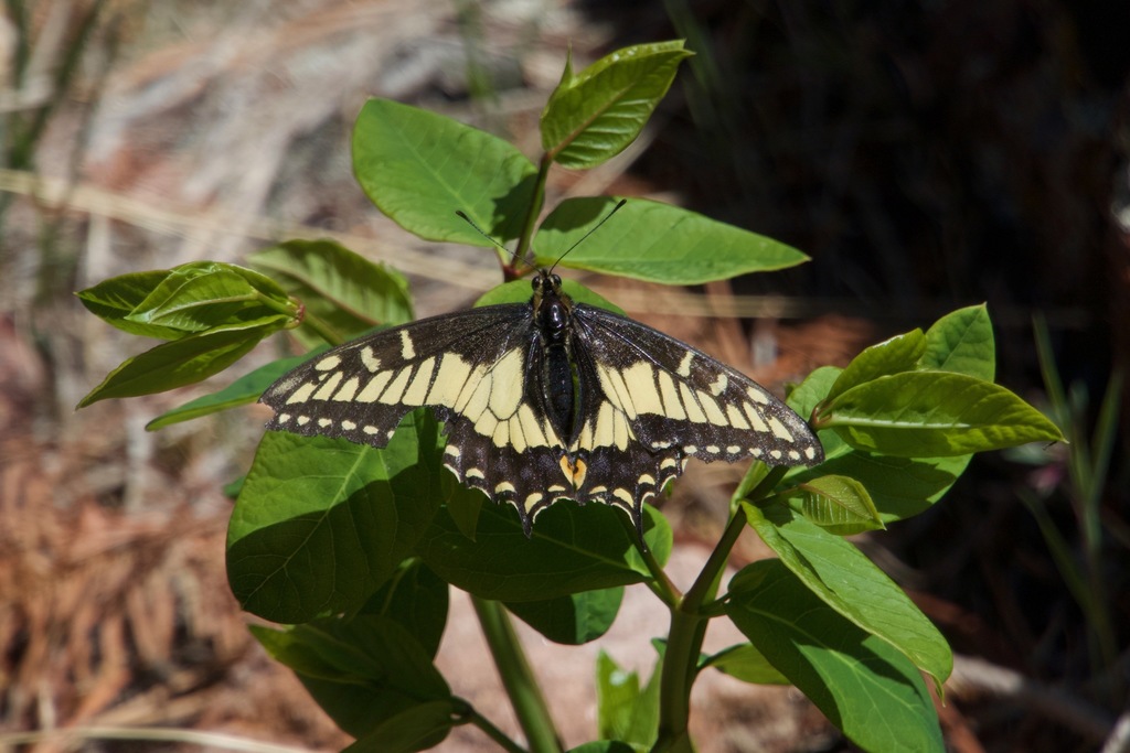 Anise Swallowtail from Boulder County, CO, USA on May 18, 2022 at 04:03 ...