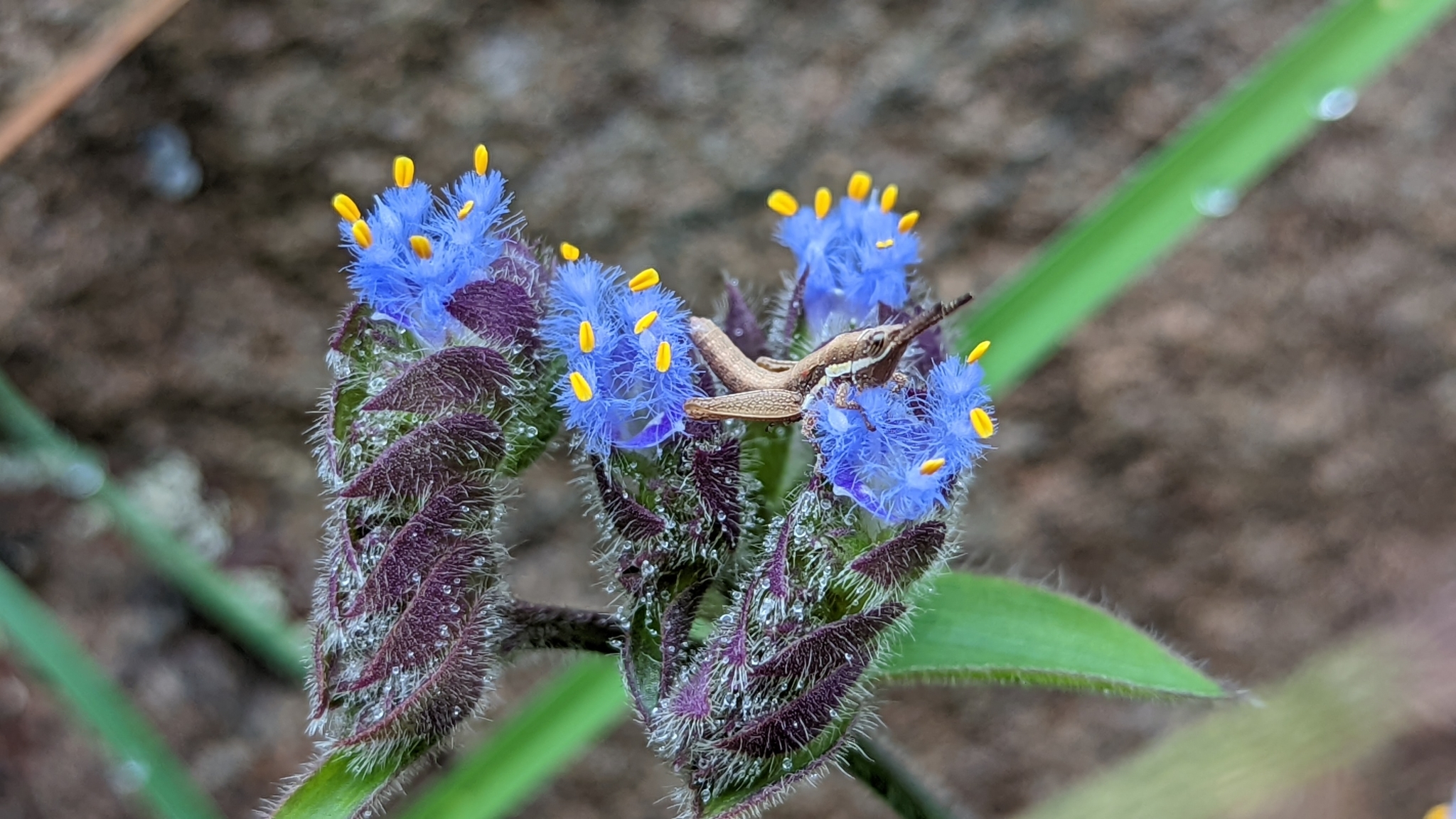Cyanotis tuberosa (Roxb.) Schult. & Schult.f.