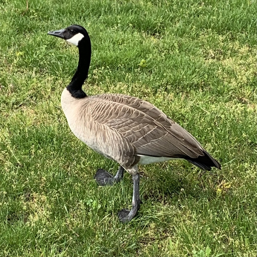 Canada Goose from The University of British Columbia, Greater Vancouver ...