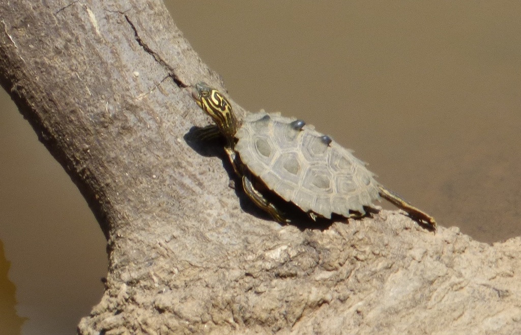 Black-knobbed Map Turtle (Graptemys nigrinoda nigrinoda) - Marine Life ...