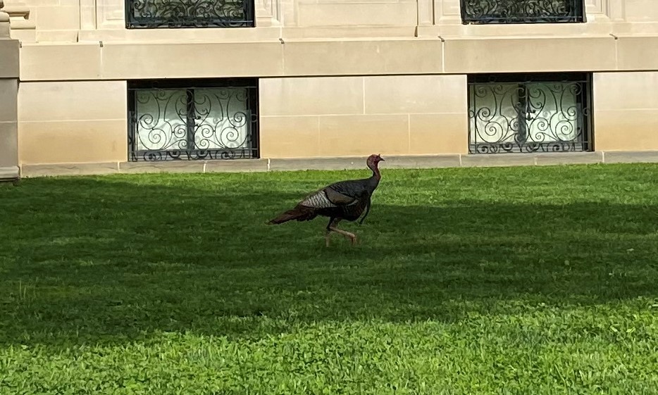 Wild Turkey from Vanderbilt Mansion NHS on May 18, 2022 at 04:23 PM by ...