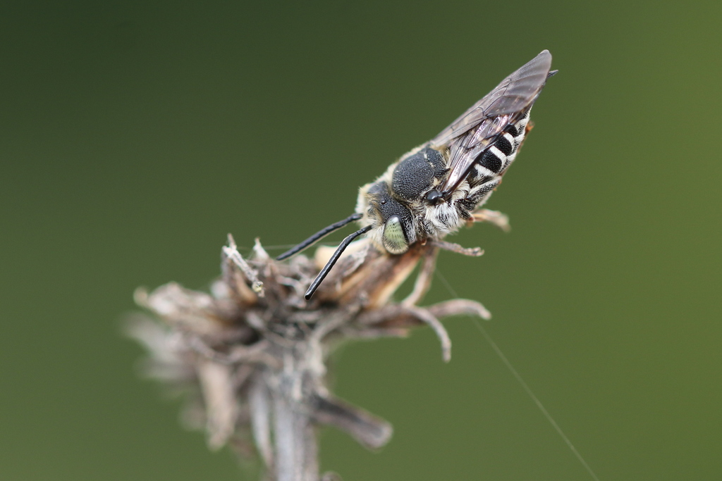 Red-footed Cuckoo Leafcutter (Calgary Insect Pollinators Guide ...