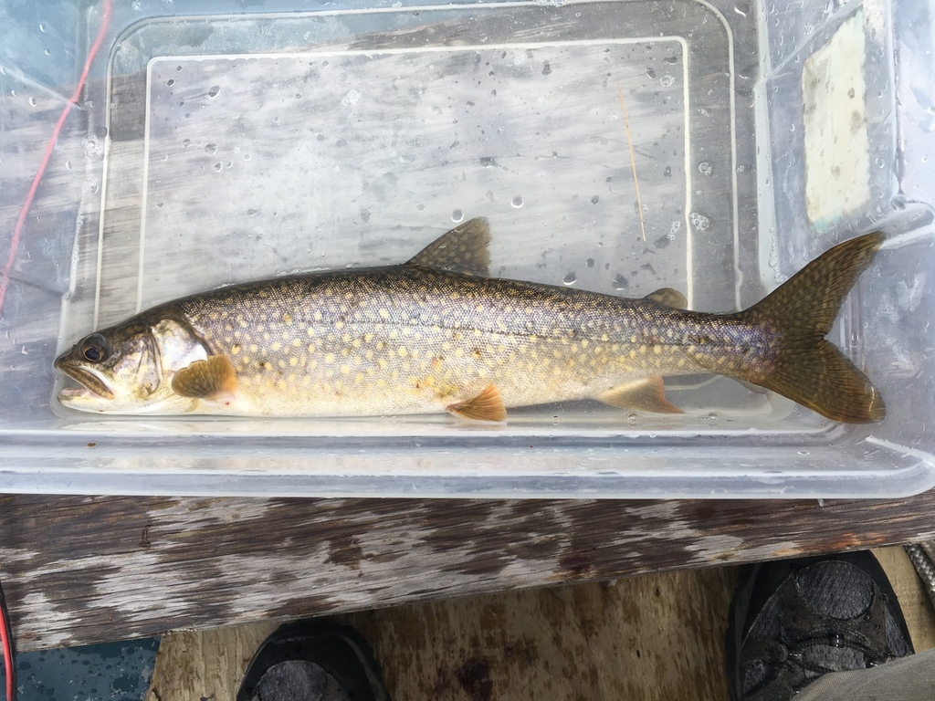 Touladi (Poissons d'eau douce du Québec ) · iNaturalist