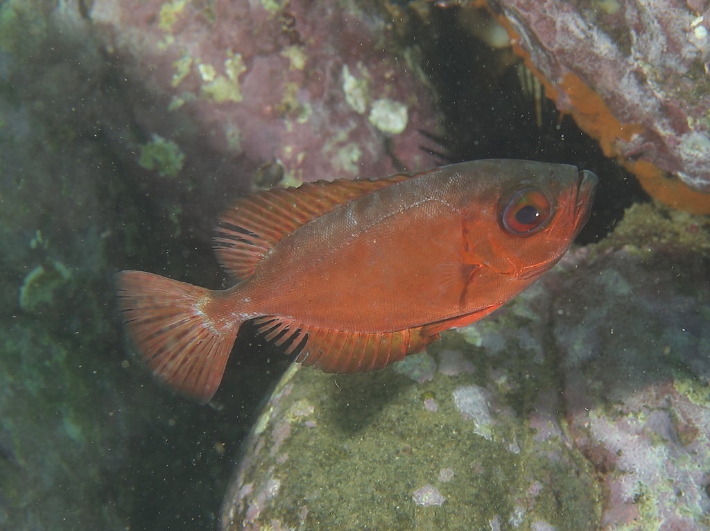 Red Big-eye (Fishes of Cabbage Tree Bay Aquatic Reserve, Sydney ...
