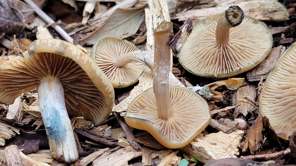 Psychedelic Ovoid Mushroom from Port Orchard, WA, USA on May 17, 2022 ...