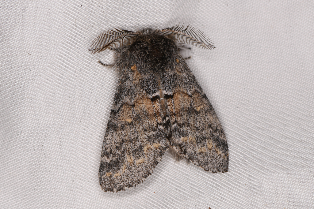 Banded Pebble Moth from 2151 Mewuk Dr, South Lake Tahoe, CA 96150, USA ...
