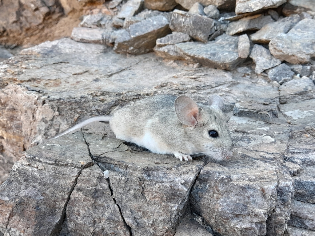 Desert Woodrat from 21611 B.C., México on April 13, 2022 at 07:17 AM by ...