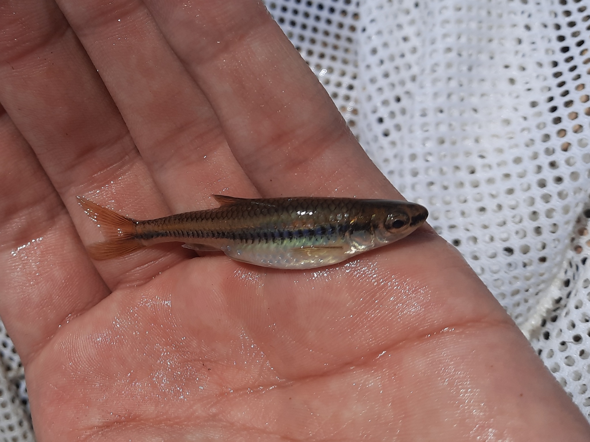 Notropis heterodon (Cope, 1865)