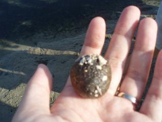 Phyllophorus spiculata · iNaturalist