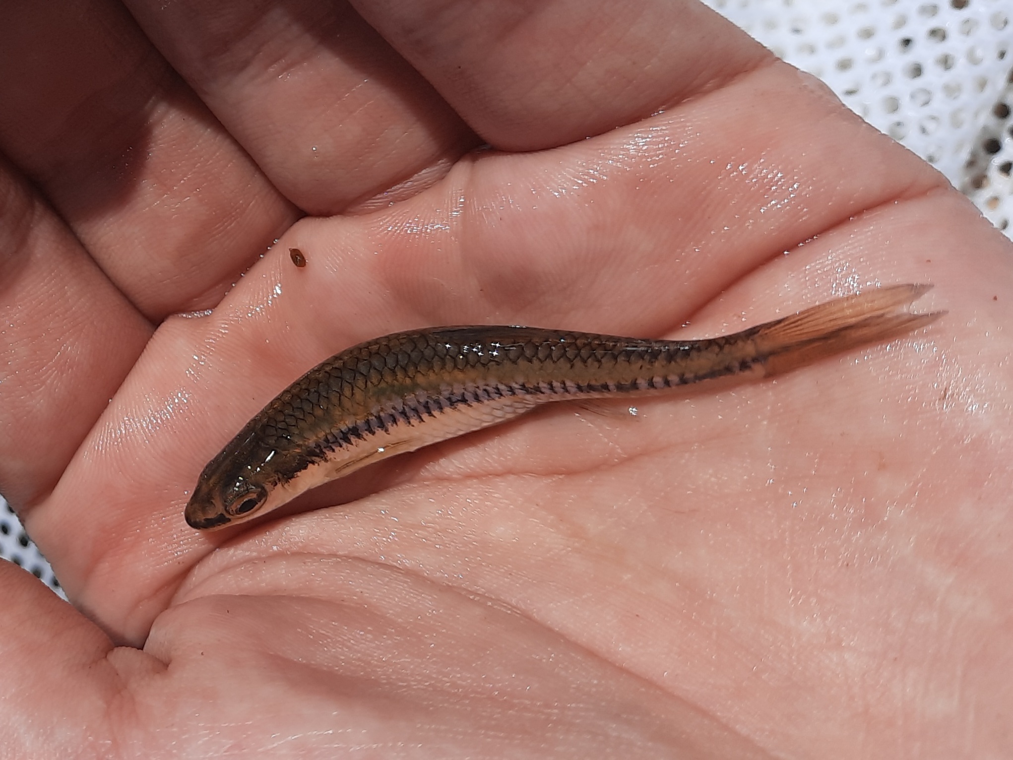 Notropis heterodon (Cope, 1865)