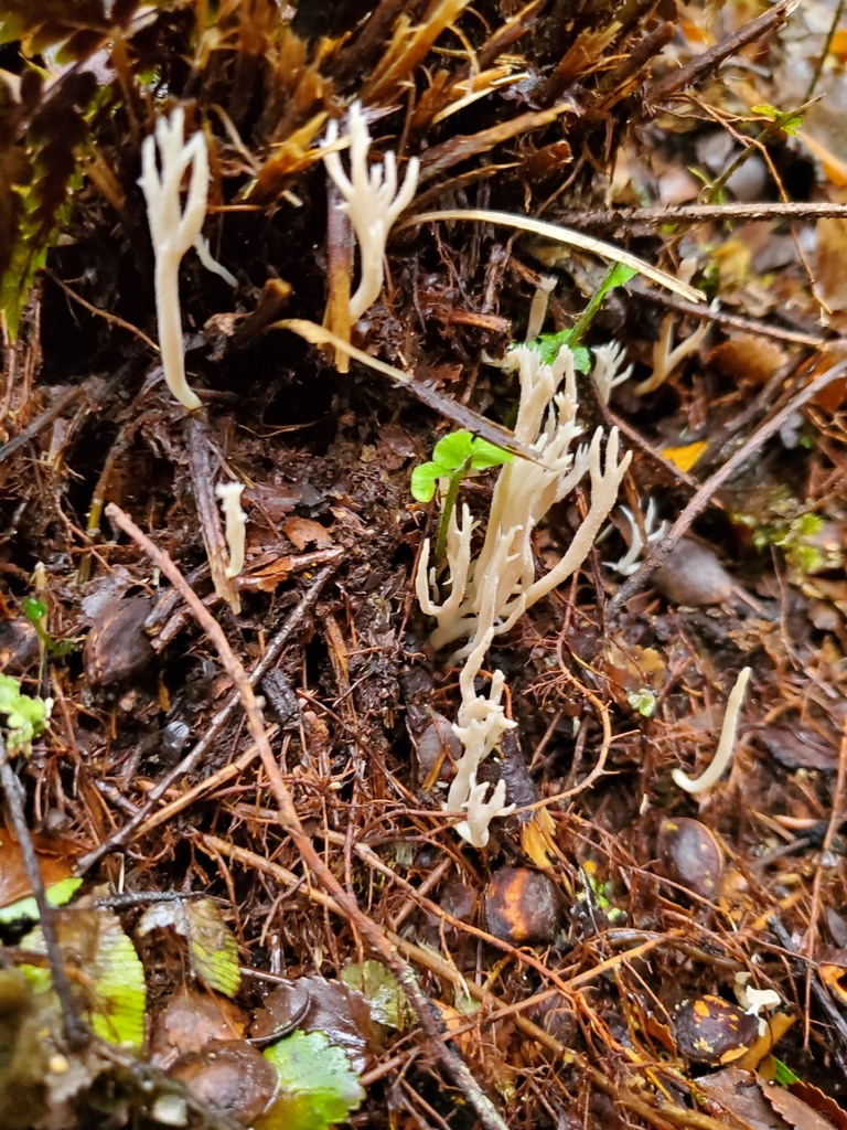 Clavulina from 4195, New Zealand on April 29, 2022 at 01:58 PM by ...
