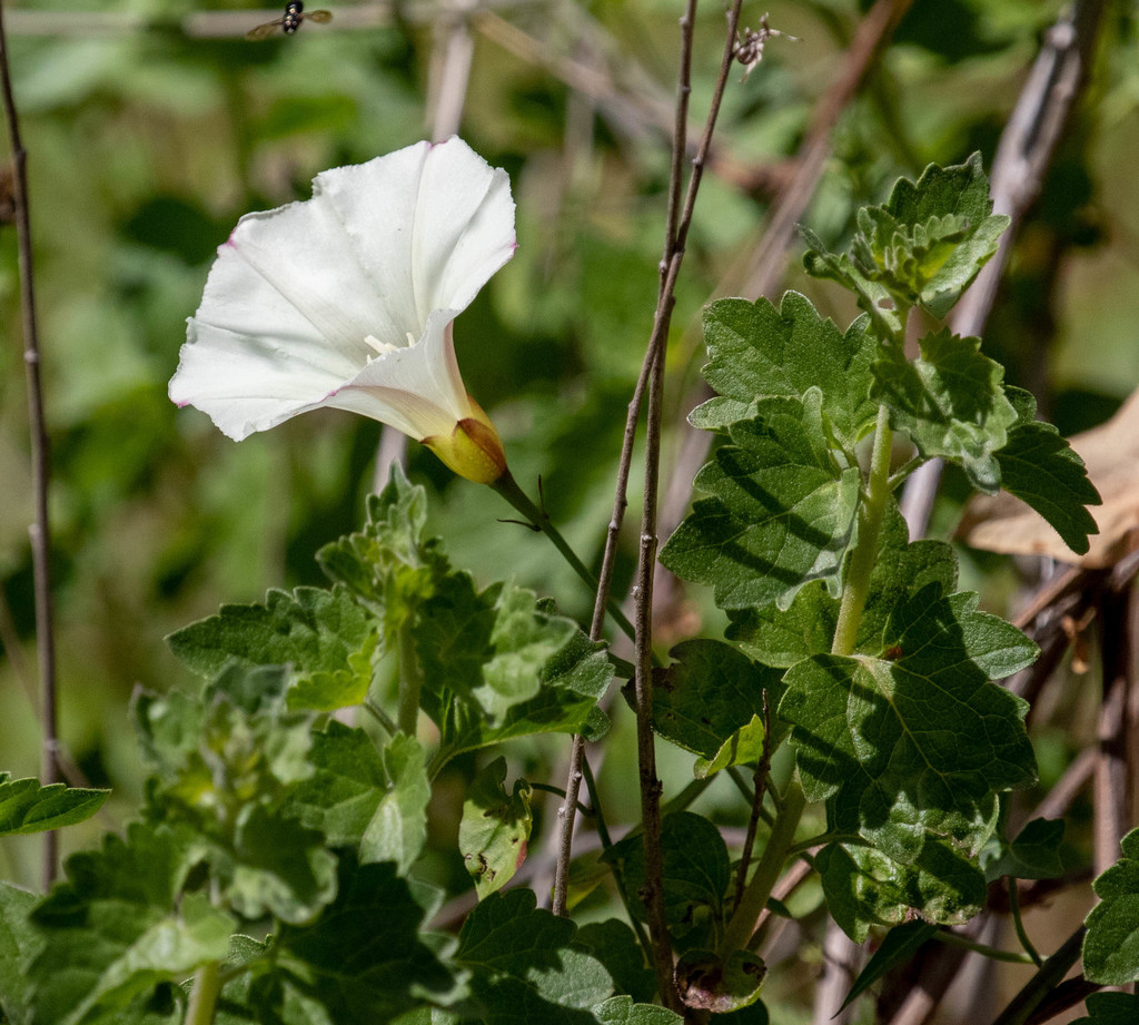 Pacific false bindweed from Mount Diablo State Park, Contra Costa ...