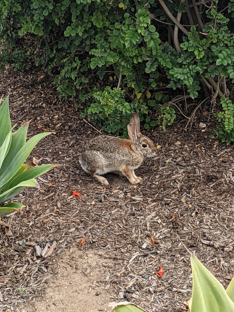 Desert Cottontail from Coast-Wesley, Laguna Beach, CA 92651, USA on May ...