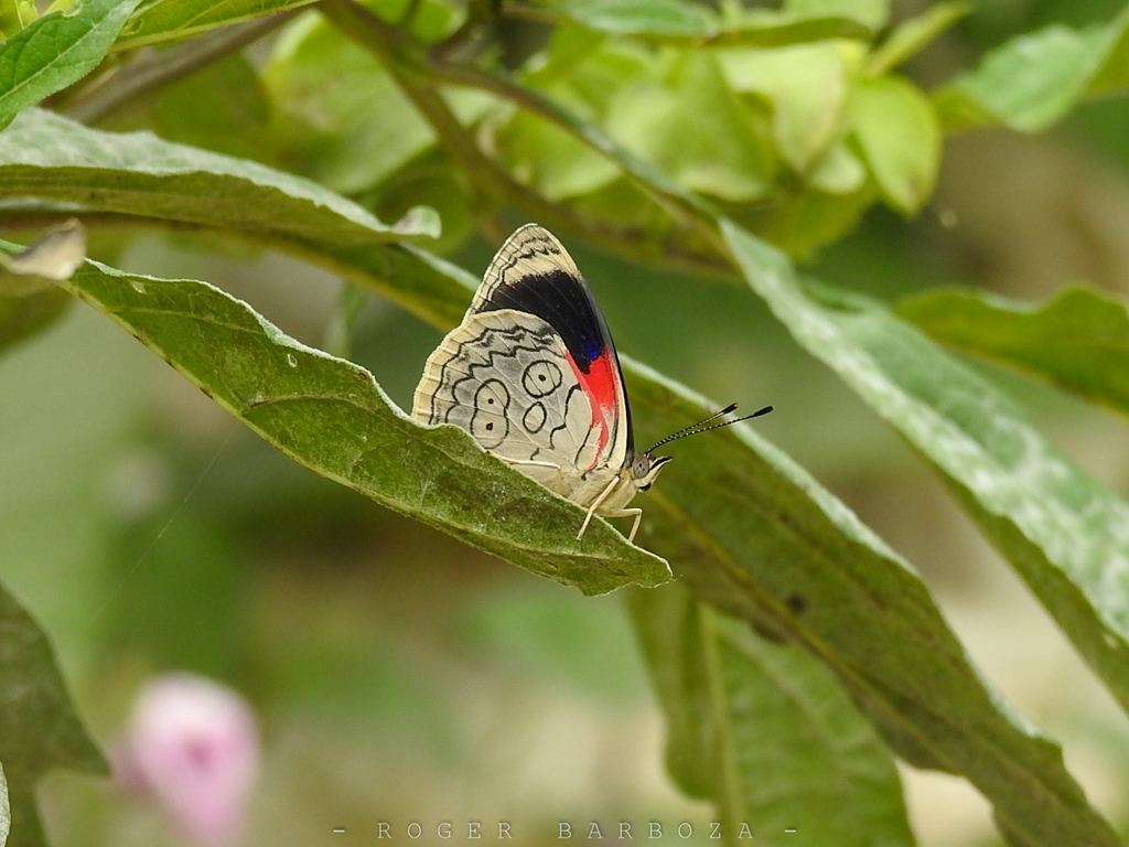 Diaethria ceryx from Ferreñafe, Perú on May 14, 2022 at 03:29 PM by ...