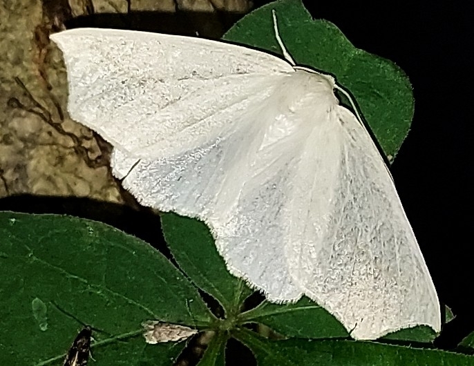 White Slant-line from 10768 Loop Road on May 18, 2022 at 11:10 PM by ...