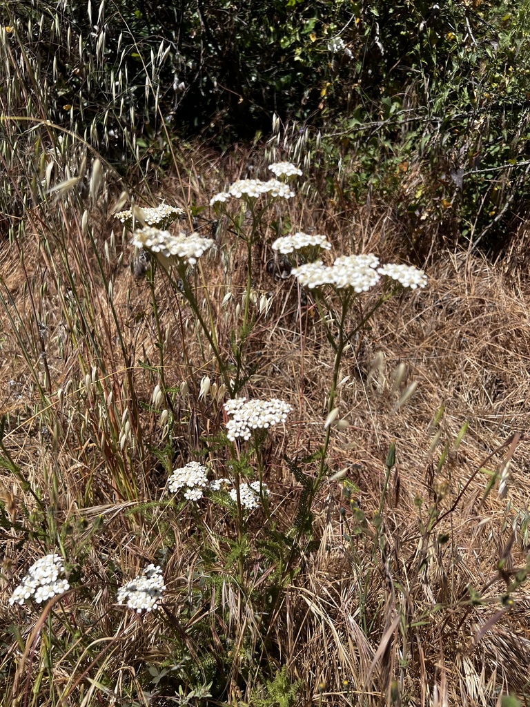common yarrow from Putah Creek Wildlife Area, Vacaville, CA, US on May ...