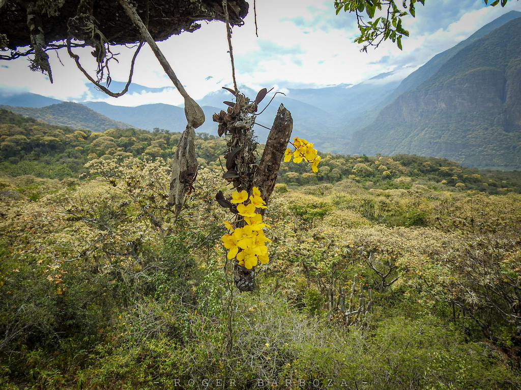 Zelenkoa onusta from JGW9+M89, La Pescadera, Perú on May 14, 2022 at 11 ...
