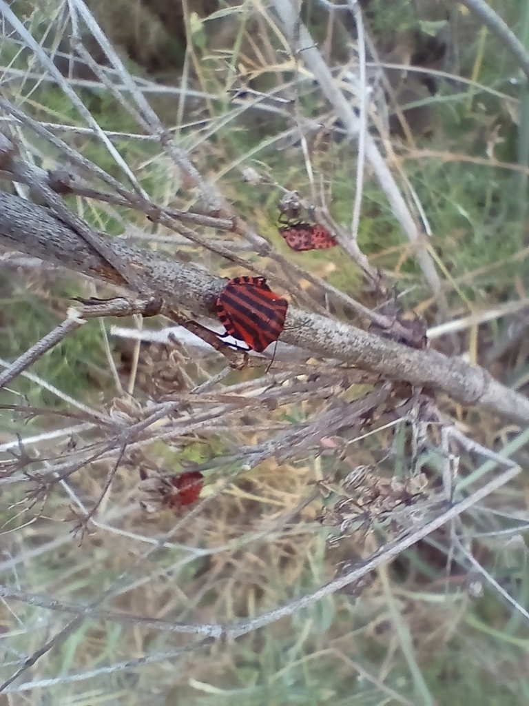 Continental Striped Shield Bug from 08398 Santa Susanna, Barcelona ...