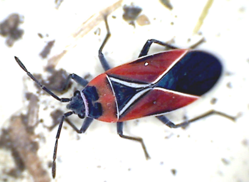 White-crossed Seed Bug from Sechelt, BC, Canada on September 24, 2021 ...