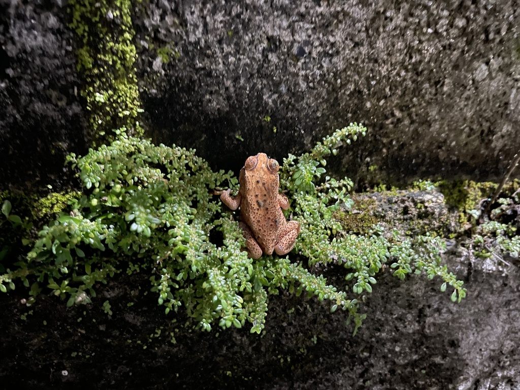 Asian Common Toad from Java, Purwakarta, West Java, ID on May 19, 2022 ...